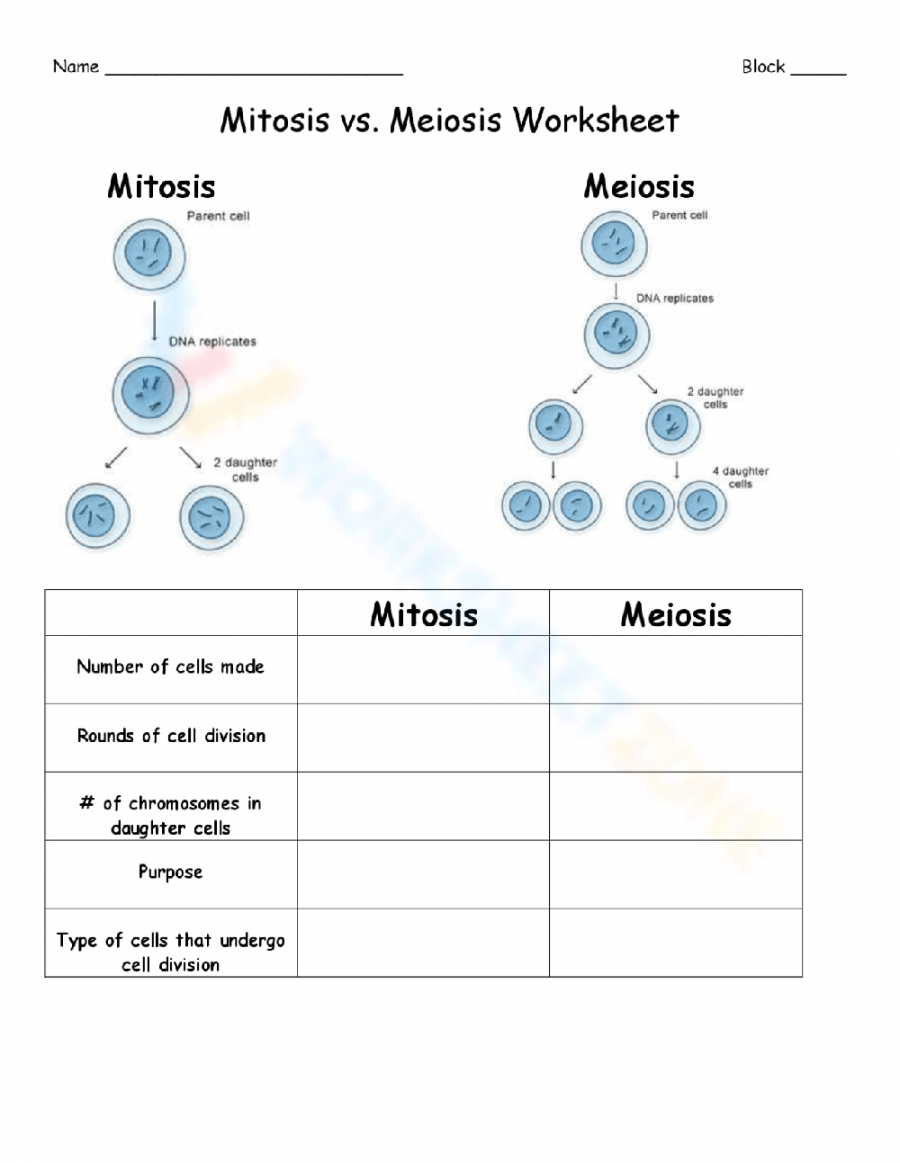 Mitosis Verses Meiosis Worksheet