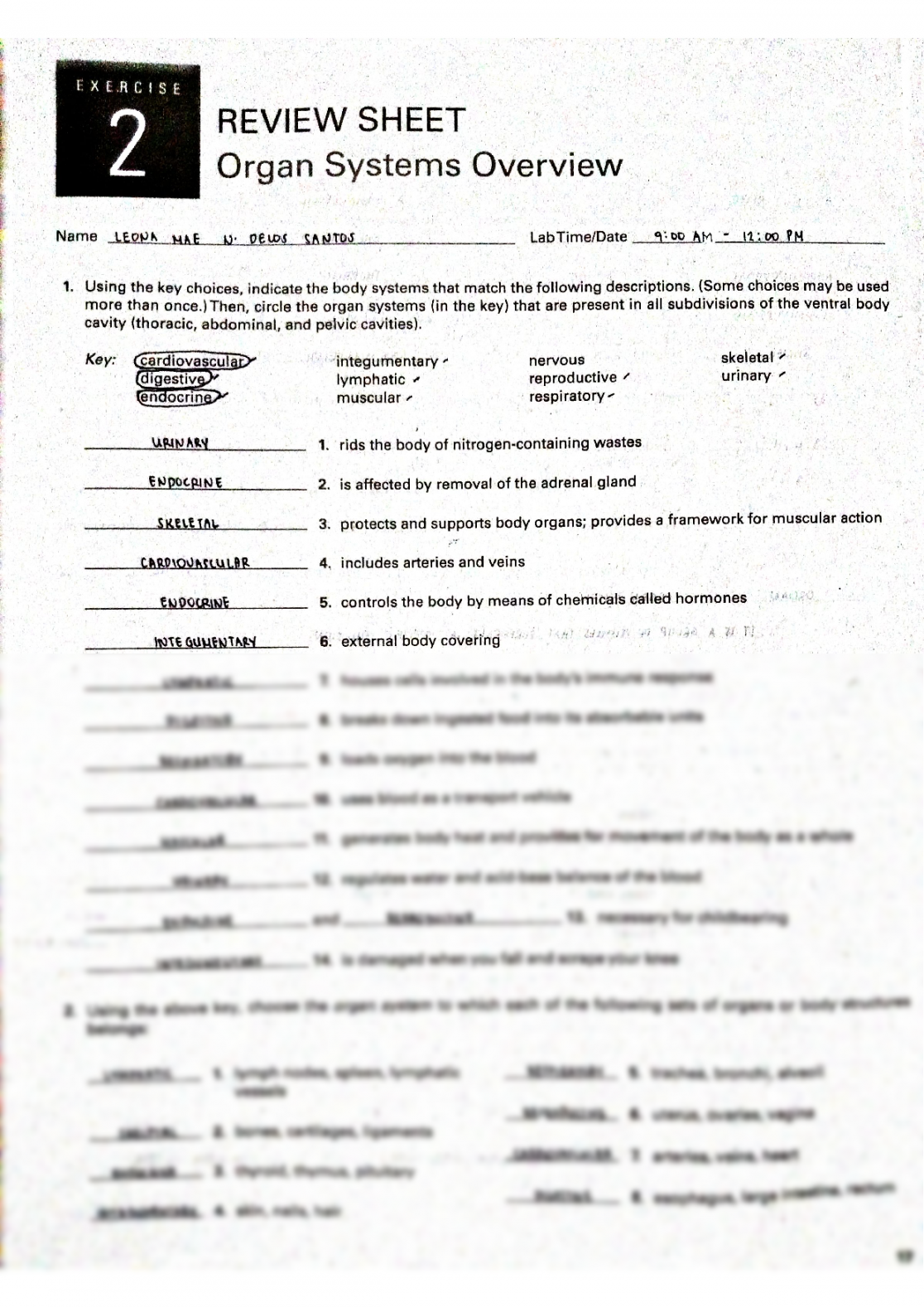 Organ System Overview Worksheet Printable PDF Template